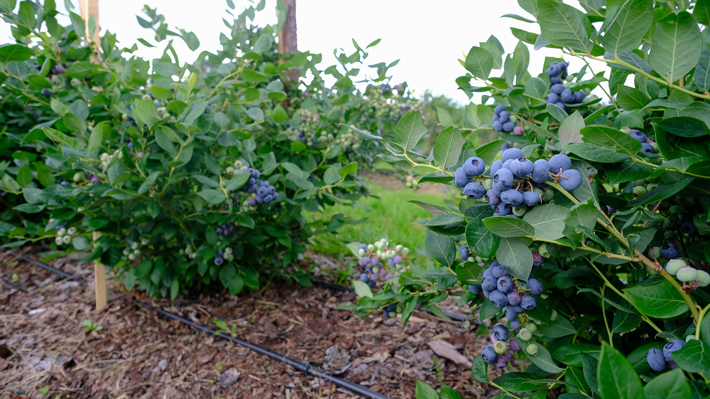 Blueberries are becoming more and more a standard product in European ...